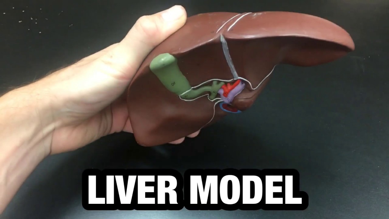 Generalized Liver Model - Ohio University - Anatomy & Physiology - BIOS 1300
