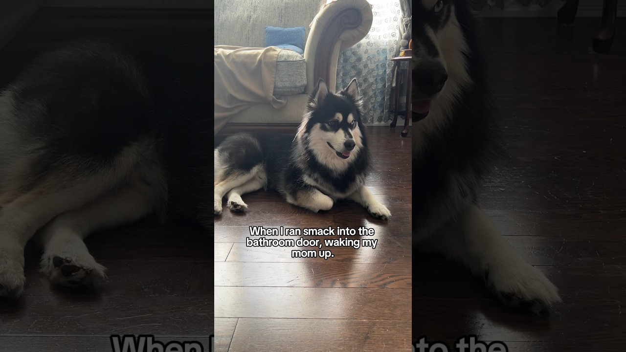 #Oops 😬 I messed up again… Clearly, I’m on a roll! 🤪 #dog #humor #funnyshorts #shortsfeed #shorts