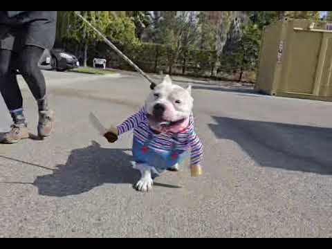 Potluck, Nov. 1st Pet of the Week