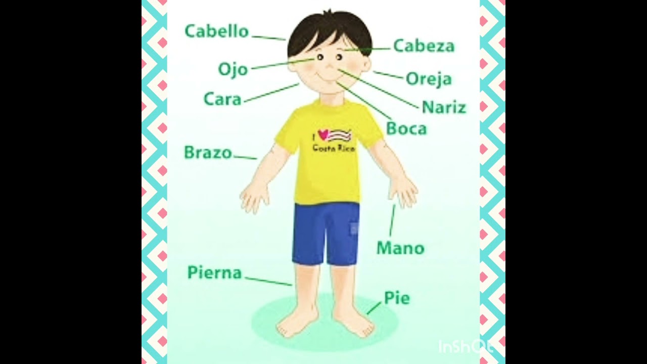 Partes del cuerpo humano 2do grado