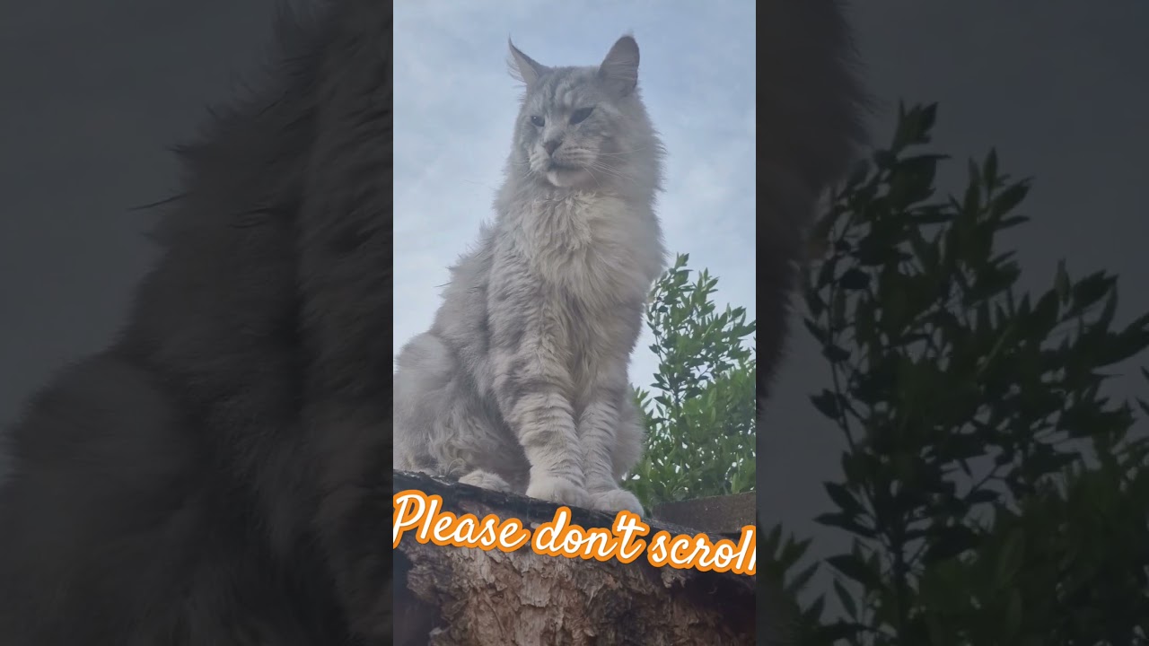 please  don't scroll.👍👍👌👌