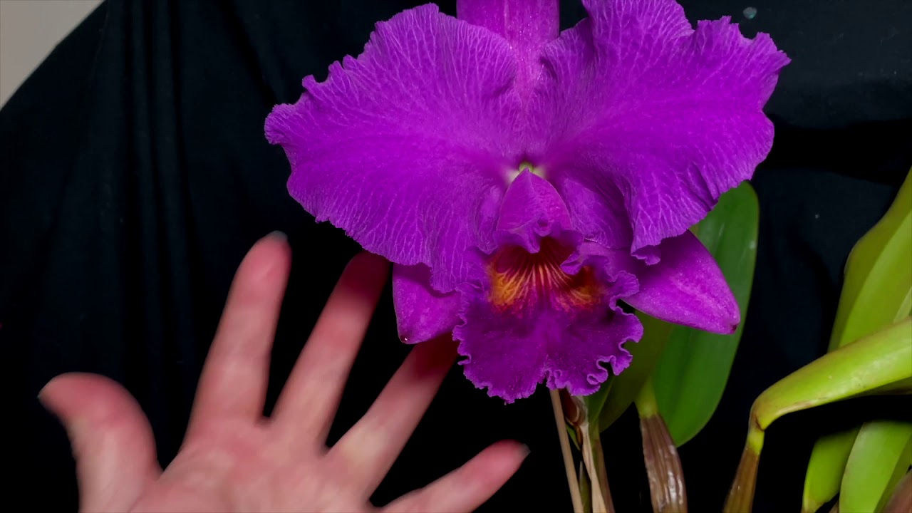 Rhyncholaeliocattleya Mahina Yahiro 'Ulii'