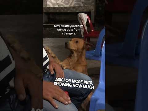 This stray dog just wants to be loved 💔