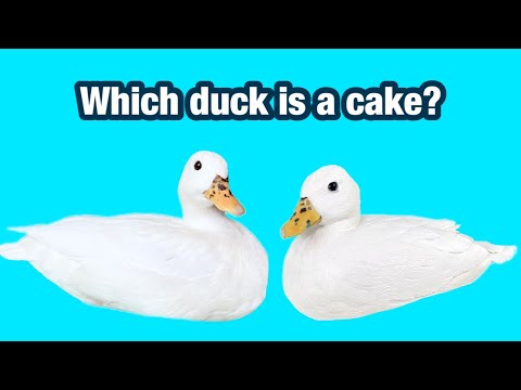 I Made A Cake Of “Munchkin”, the Cutest Duck Ever 😭