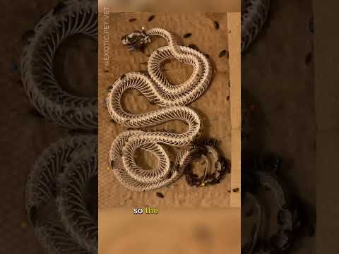 Dermestid Beetles Clean Corn Snake Skeleton Time Lapse
