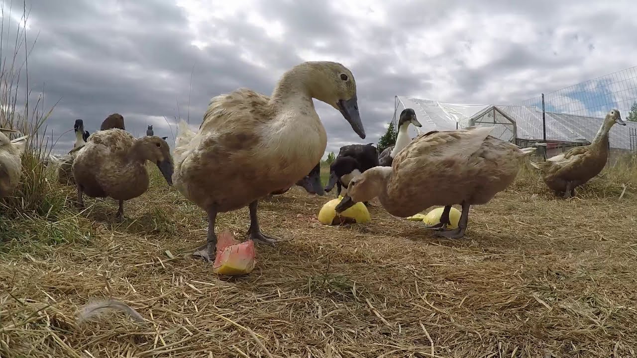 DUCKS EATING WATERMELON #2 - ASMR