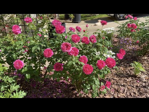 2023 Rose Tour - A Really Rough Year