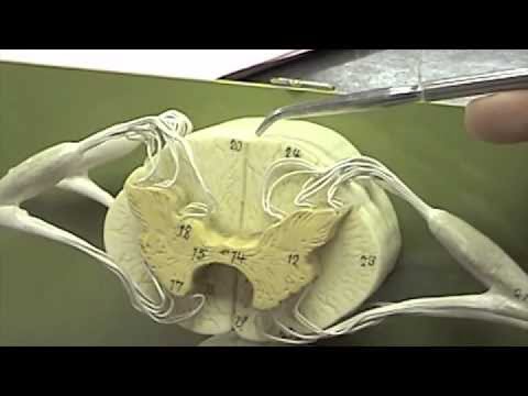 Gray Matter Interactive