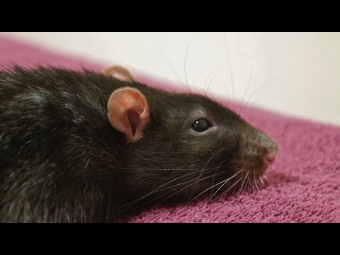 Signs That Your Rat is Sick & Common Illnesses in Pet Rats