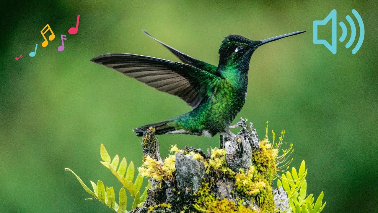 Hummingbird Sounds, Voices and Wing Flapping