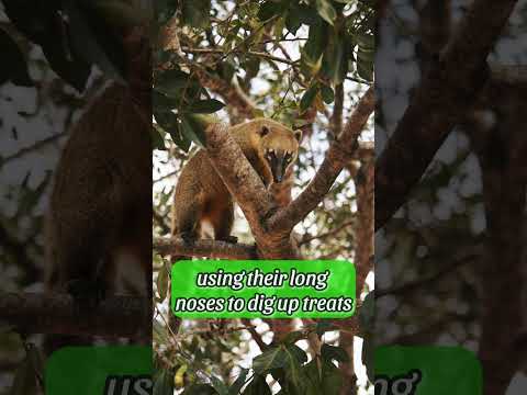 Meet the Adorable Coatis | Coatimundi 🐾🌿