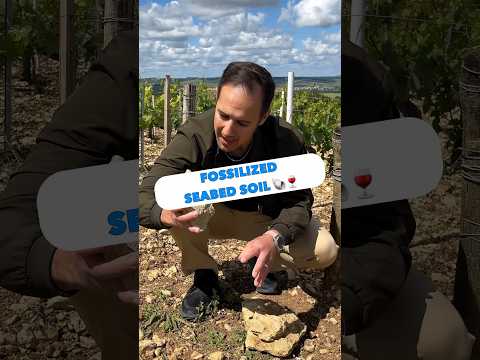 The Secret to Chablis? Kimmeridgian Soil 🦪
