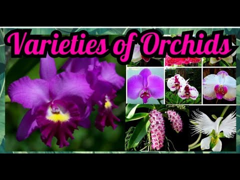 VARIETIES OF ORCHIDS || ORCHIDS NAMES AND VARIETIES || KINDS OF ORCHIDS