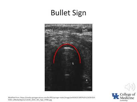 Generic Clinical Anatomy - Part 1 - Ultrasound (Dr. Bowe)