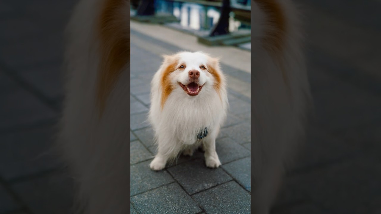 😳 Found a RARE pokemon IRL - This dog isso unique! #dogphotography #streetphotography