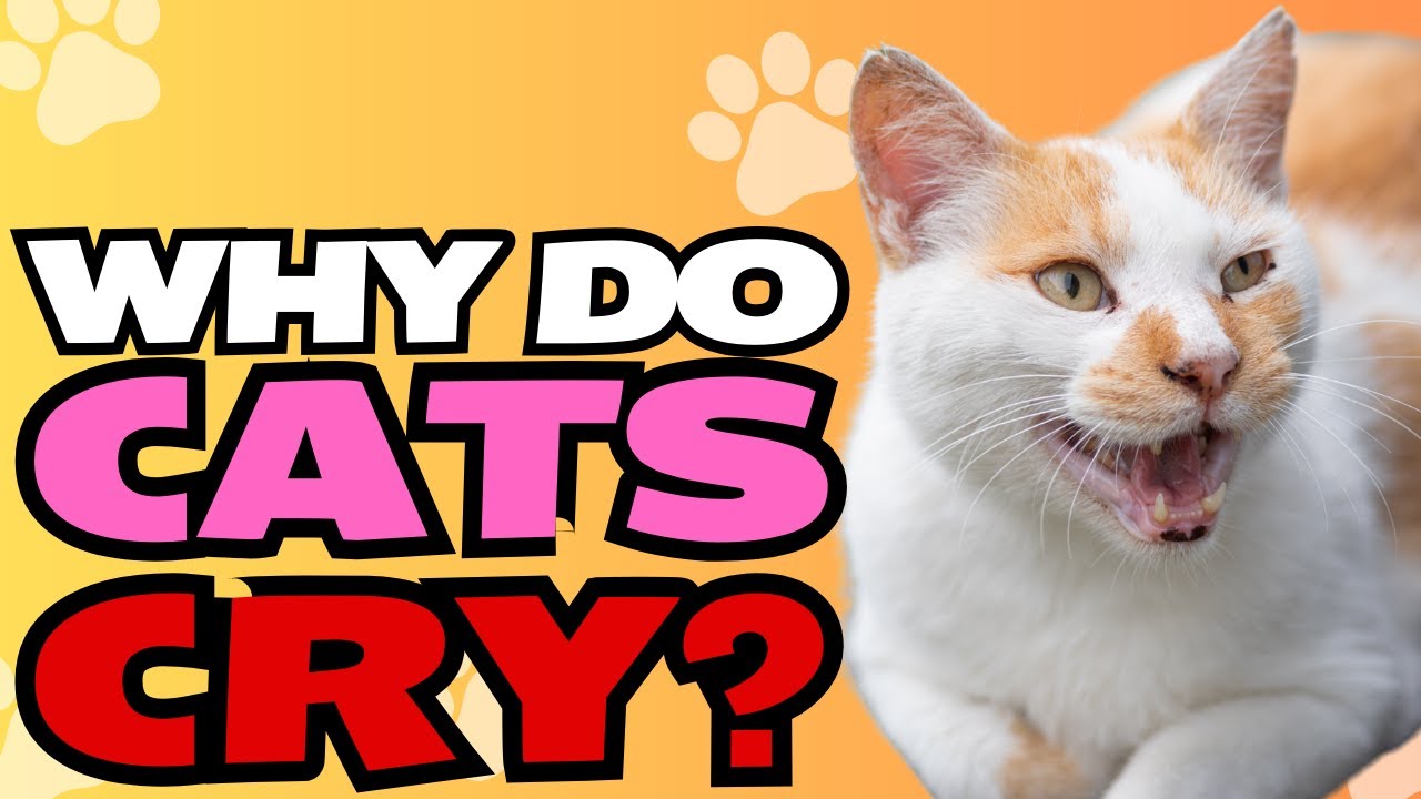 Why Do Cats Cry?🐱💬✨
