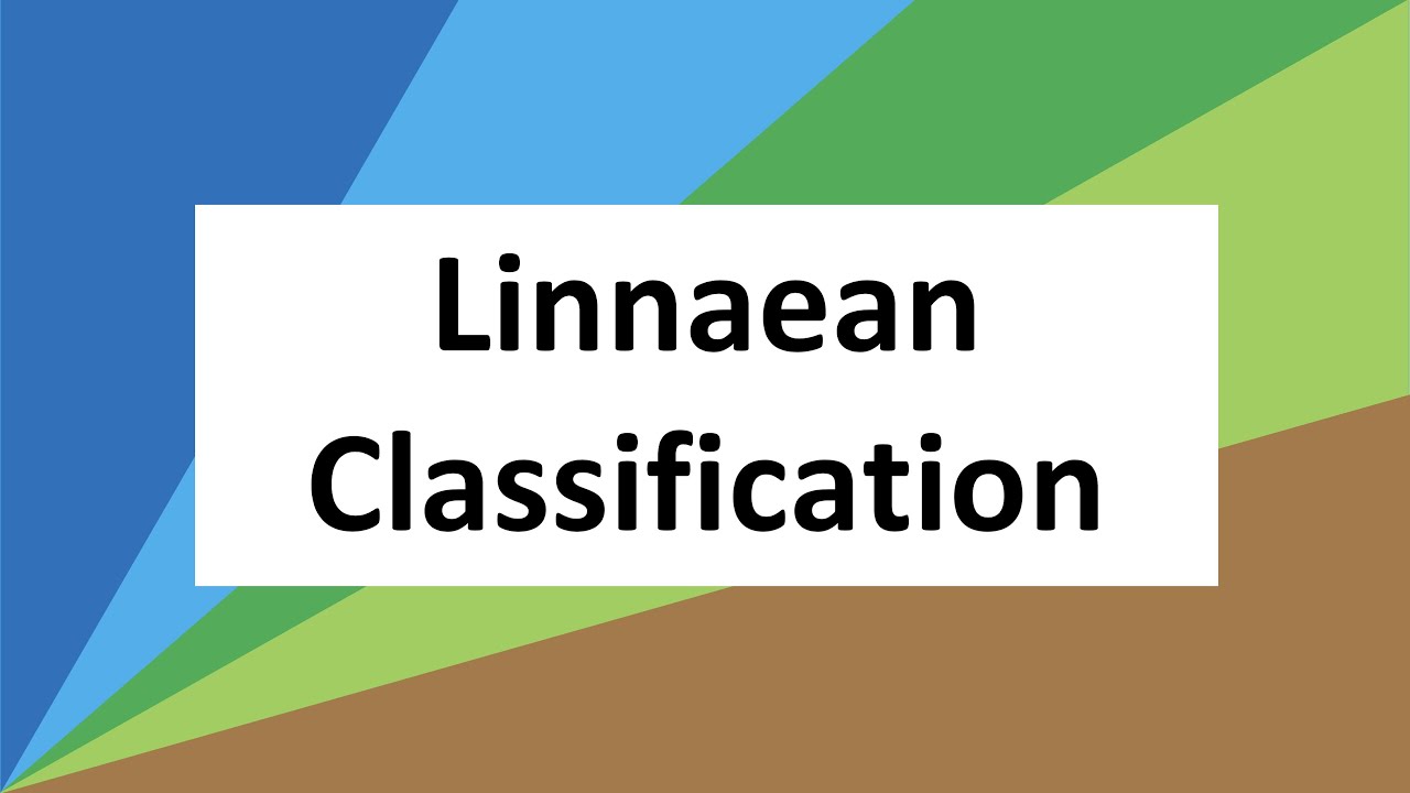 Year 7 Linnaean Classification