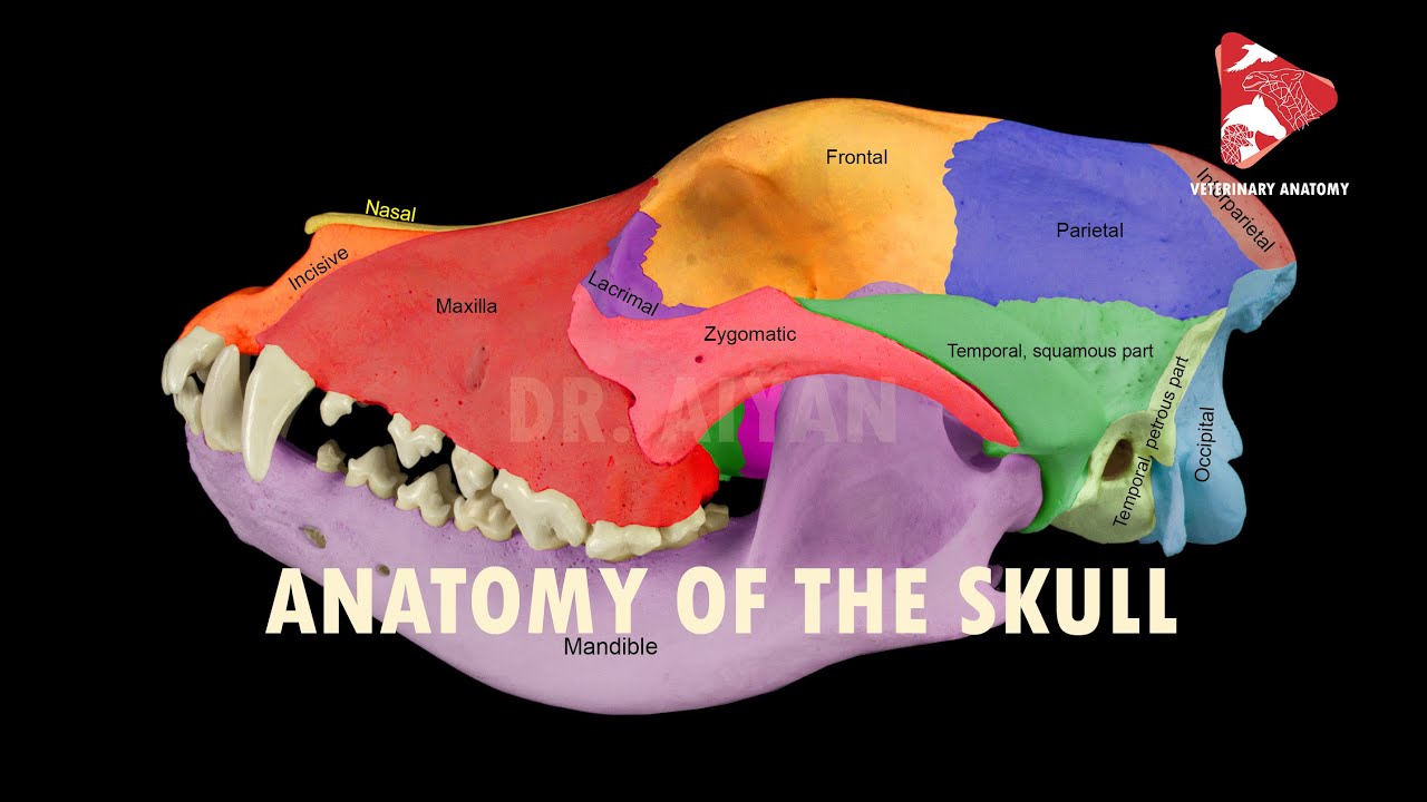anatomy of the canine skull
