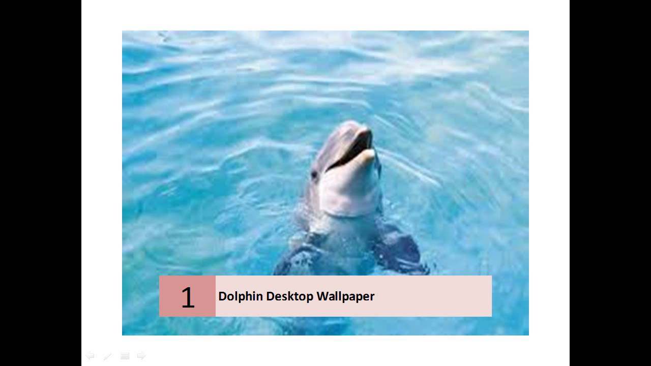 Bottlenose Dolphin Picture Desktop Wallpapers