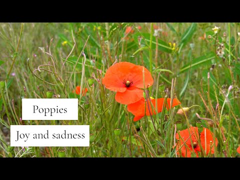 Poppies bring Joy and Sadness