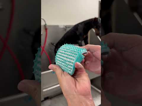 Her first visit to the groomer 🐾❤️ #doberman #dobermanpinscher #dogbath #tutorial #eqyss