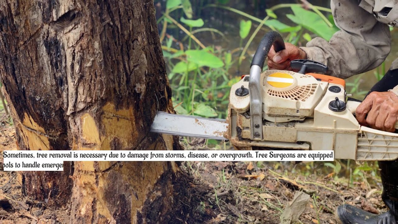 All Aspects Tree Services Ltd - How a Tree Surgeon Ensures Your Trees  Health and Safety