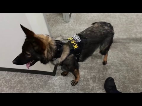 K-9 security officers at two Memorial Hermann hospitals