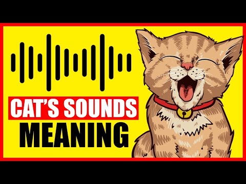 9 Sounds Cats Make And What They Mean