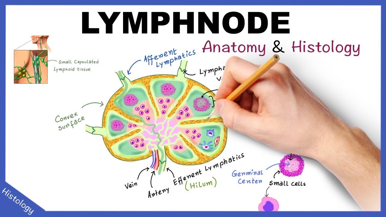 LYMPH NODE Anatomy & Histology Simplified / Lymphatic System