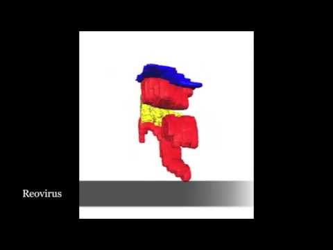 Three-dimensional imaging of viral infections