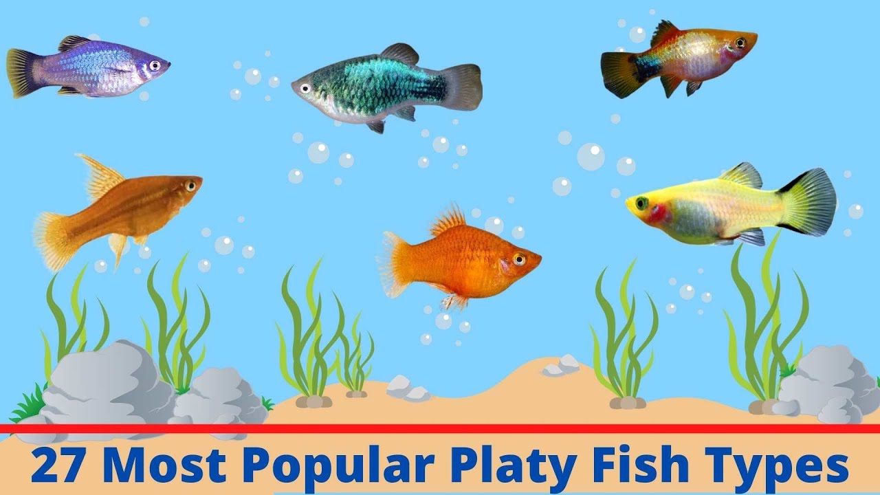 27 Most popular Platy Fish Types