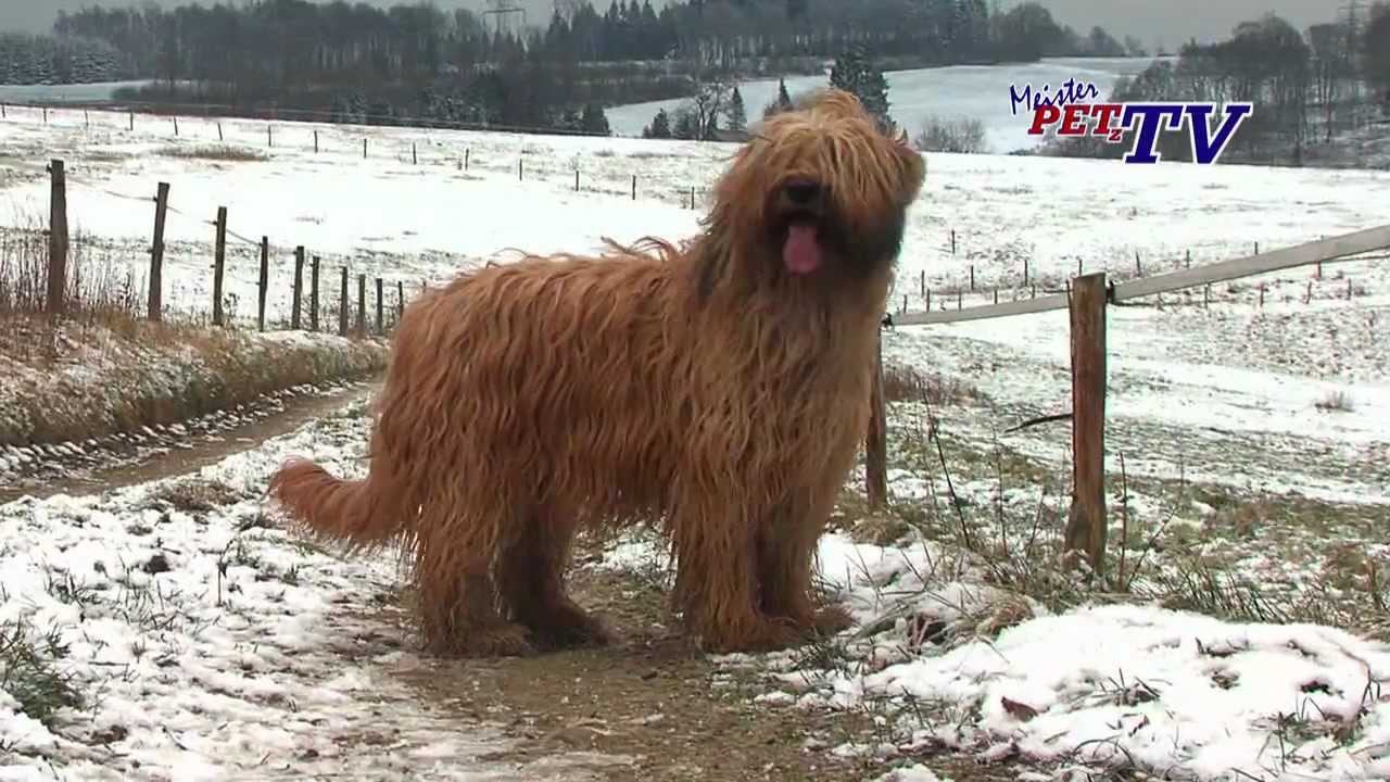 Berger de Brie (Briard): Informationen zur Rasse