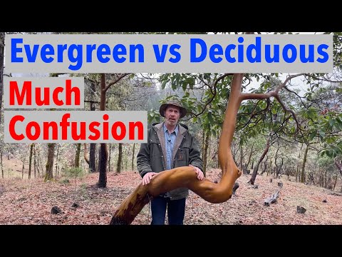 Evergreen vs Deciduous Confuses People Learn the Difference