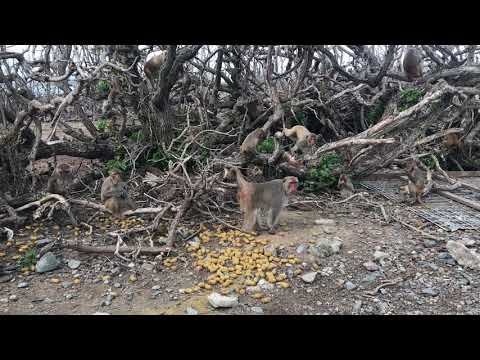 What Puerto Rico's Monkeys Post-Maria Teach Us About Survival | On ...