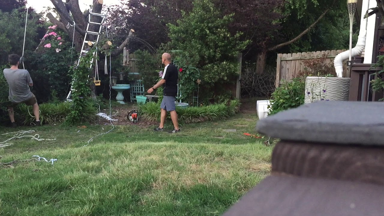 Cutting down our dead corkscrew willow tree (part 1 of 3)