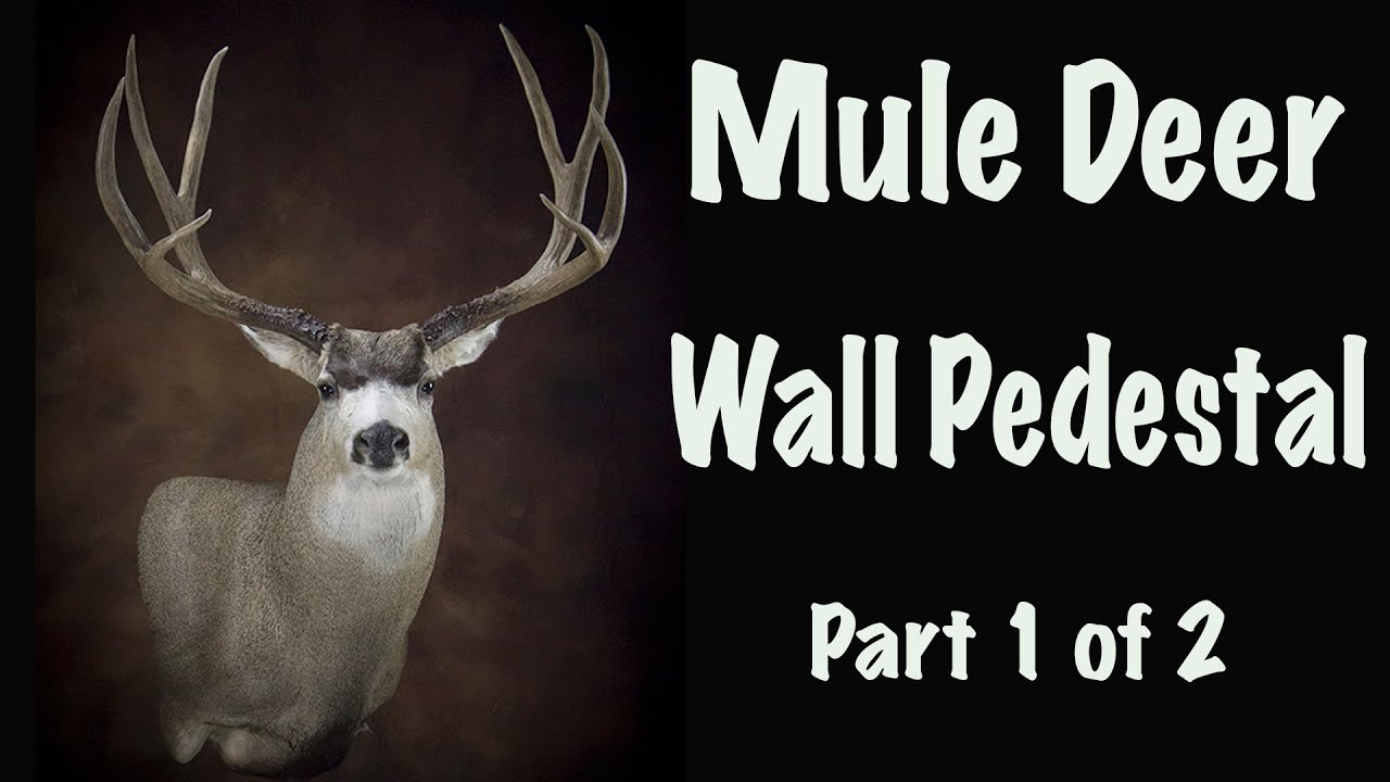 Mule Deer Shoulder Wall pedestal  Part 1 of 2. Art of Taxidermy.