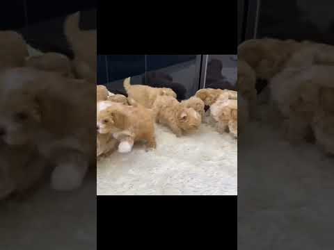 Teacup Maltipoo Puppies Available For Sale
