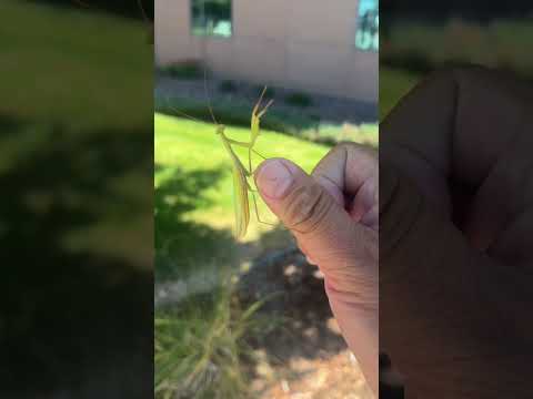 Beautiful Praying Mantis: Bug World: Nature’s Beauty: #insects #animals #shorts