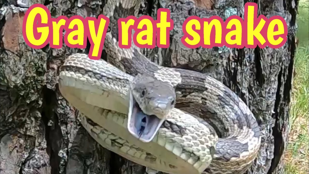 Gray rat snake (oaks snake)