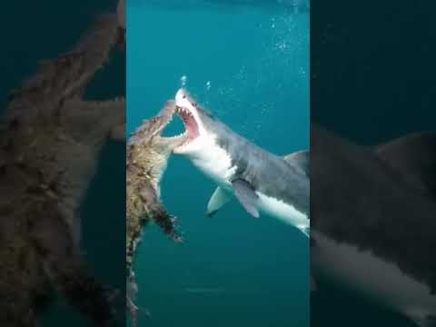 "The Arctic and Its Animals: Discover the Wonders of Polar Wildlife" #arctic #animals #shark