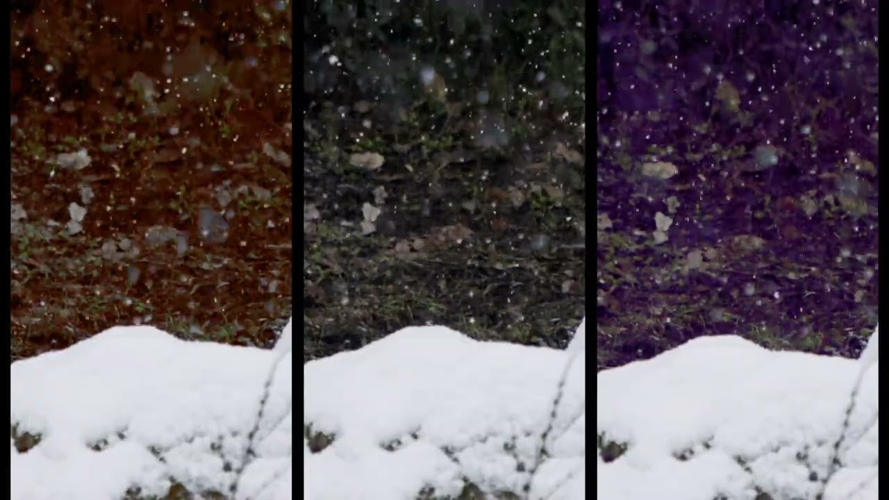 Tim Schaufert - Wildflowers at the Snowline