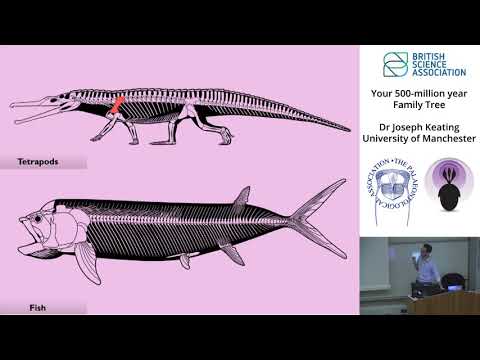 A wonderful look at why humans are fish (YouTube) | Science and ...