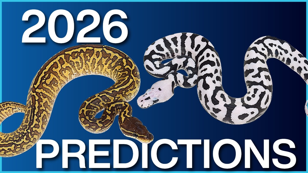 What will be the next BIG thing in the Ball Python industry?