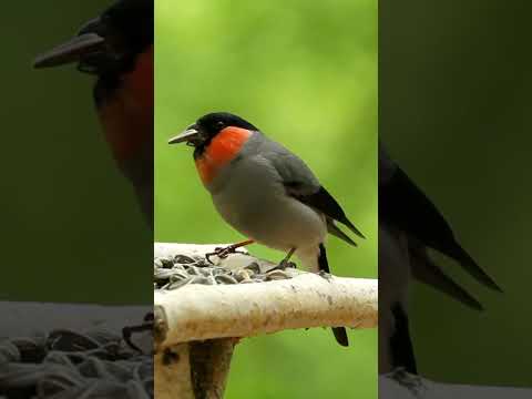 Rarest Bird on Earth? Azores Bullfinch Revealed #birds #birdslife