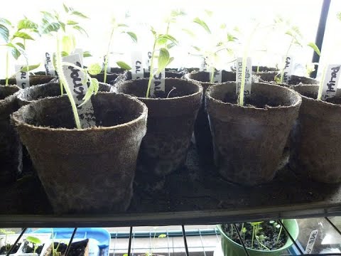 STOP Using Peat Pots to Start Seeds - Here’s Why.