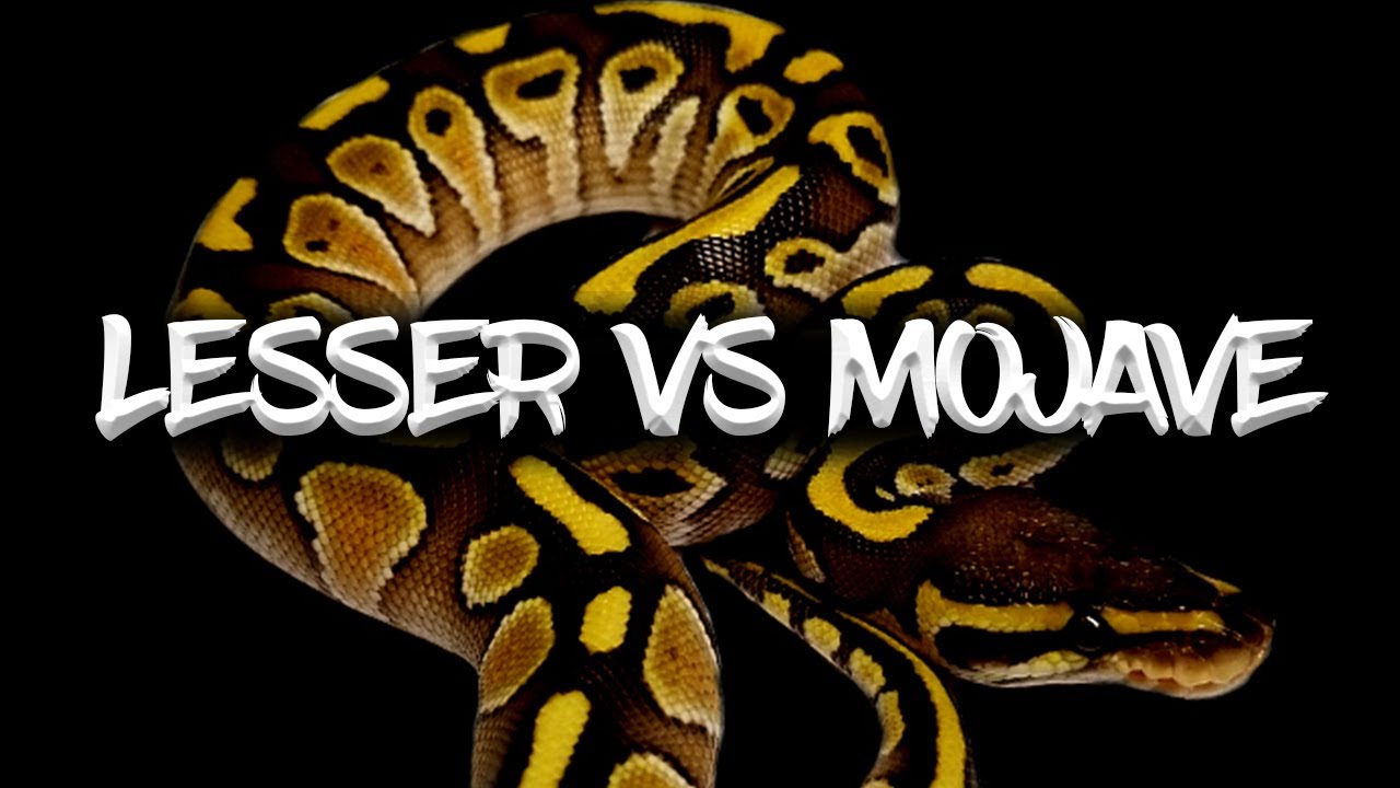 The 'Lesser' vs the 'Mojave' Ball Python (Which is Best?)