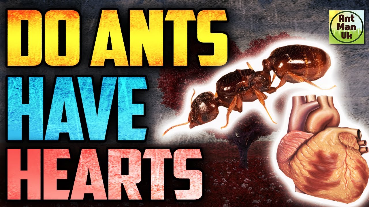 DO ANTS HAVE HEARTS? | THE HEART OF AN ANT!