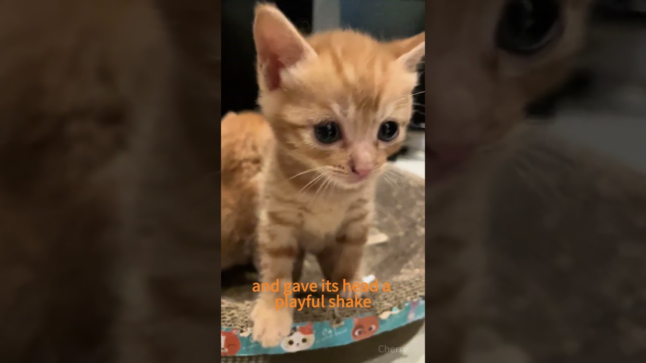 stuck out its tiny tongue #funny #cute #kitten#cat