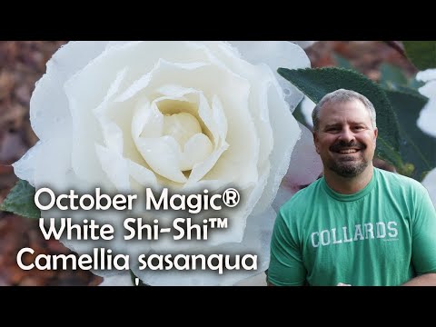 October Magic® White Shi-Shi™ Camellia sasanqua