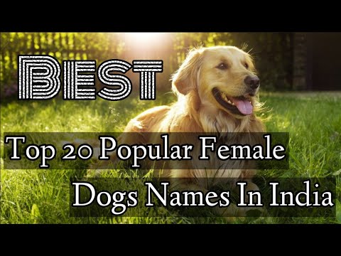 Top 20 Popular Female Dog Names In India । Dog Names For Female #petsvlogger